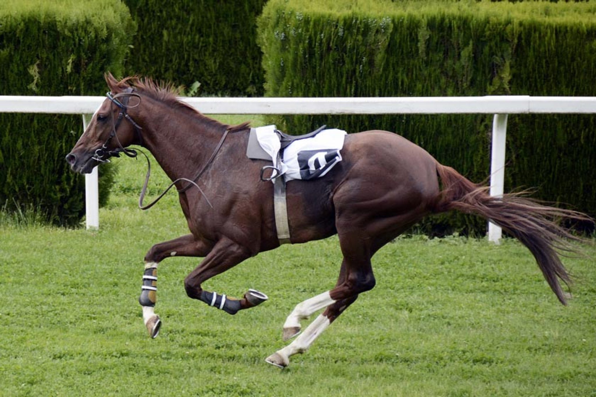 How To Watch Horse Racing Live Stream Free In The UK MY 2024 GUIDE How To Watch Horse Racing Live Stream Free In The UK MY 2024 GUIDE